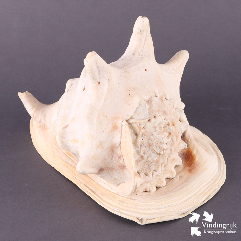 Grote Conch Schelp | Parels Breda