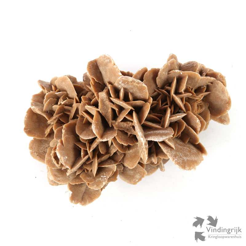 Grote Woestijnroos / Zandroos | Parels Breda