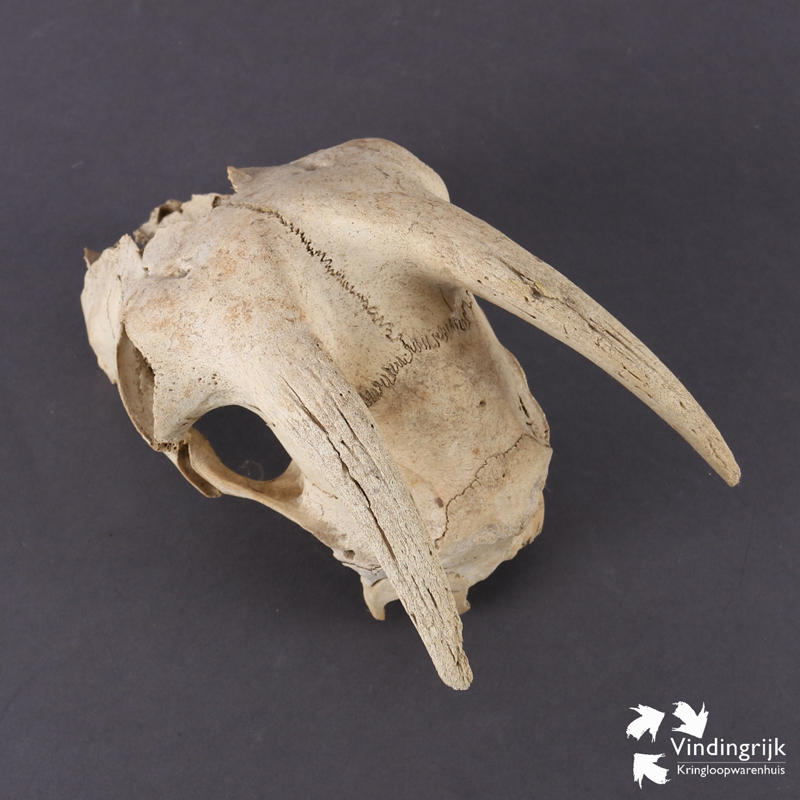 Geitenschedel | Parels Breda