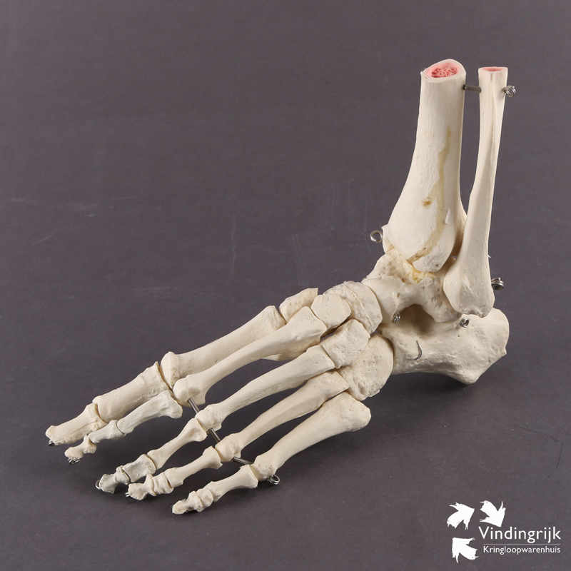 Anatomiemodel Voetskelet | Parels Breda