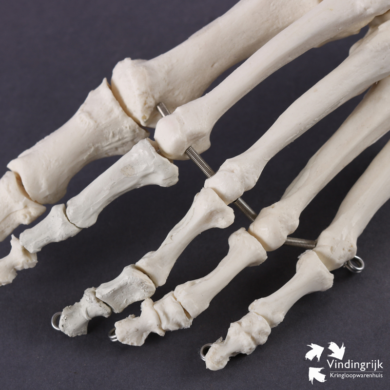 Anatomiemodel Voetskelet | Parels Breda