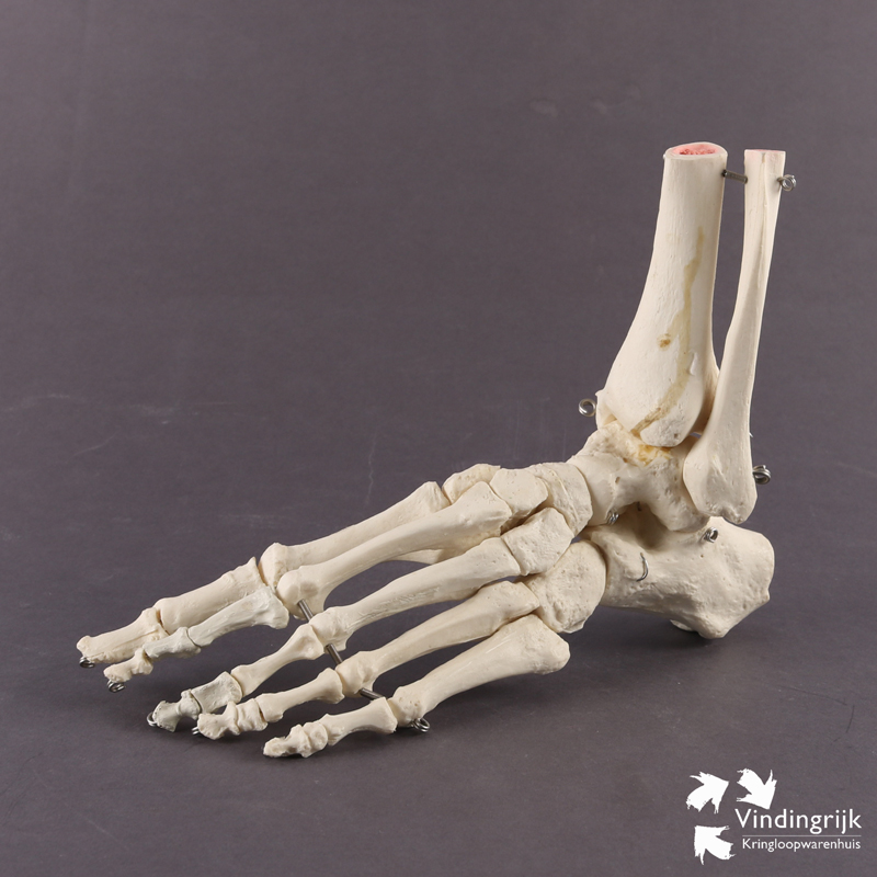 Anatomiemodel Voetskelet | Parels Breda