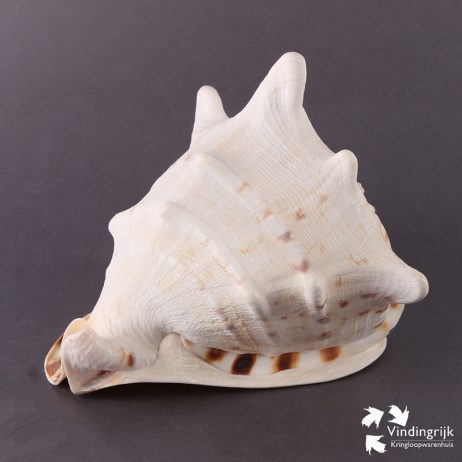 Grote Conch Schelp | Parels Breda