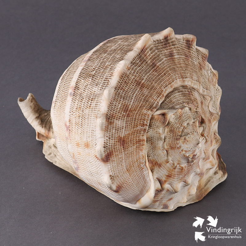 Grote Conch Schelp | Parels Breda
