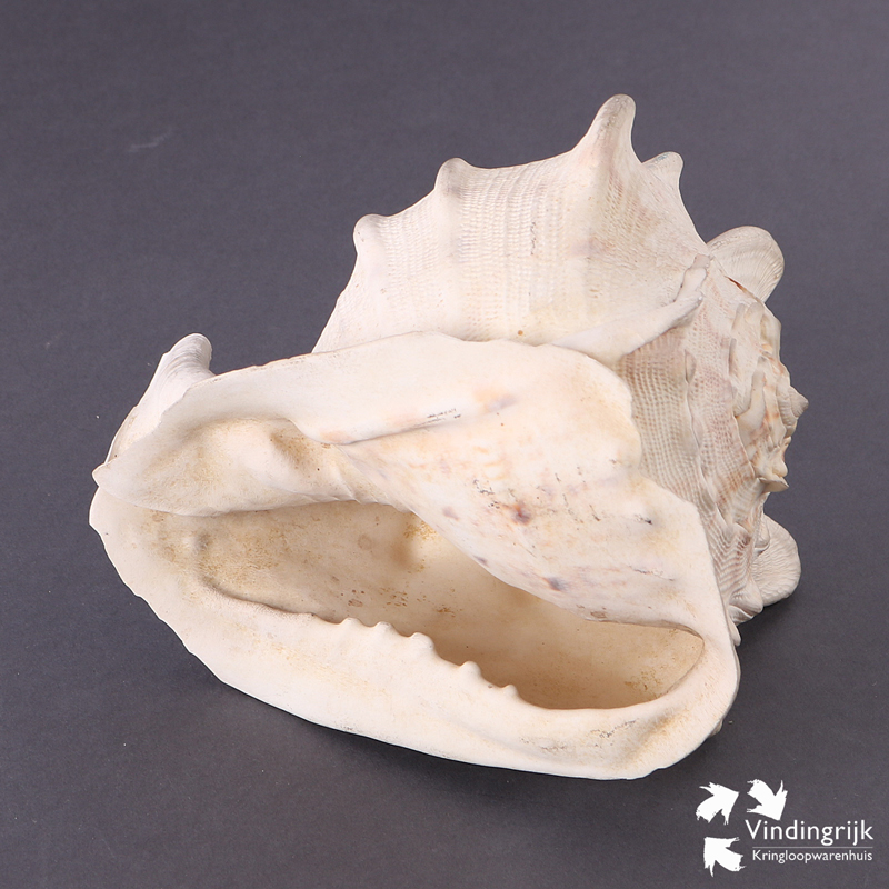 Grote Conch Schelp | Parels Breda