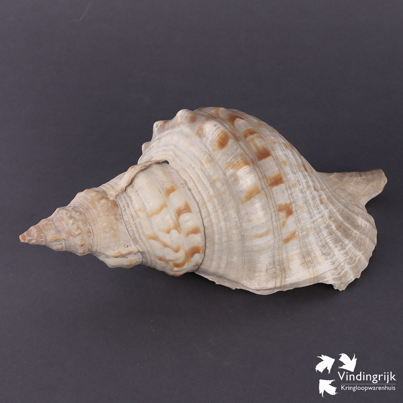 Grote Conch Schelp | Parels Breda