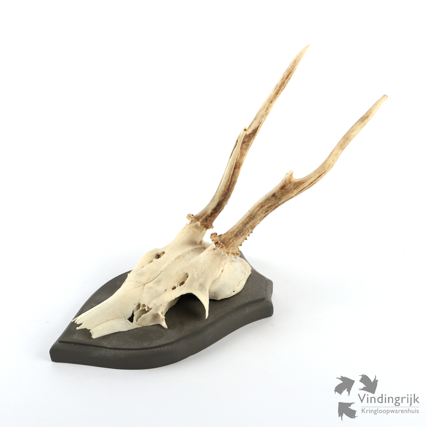 Ree Gewei op Schild | Parels Breda