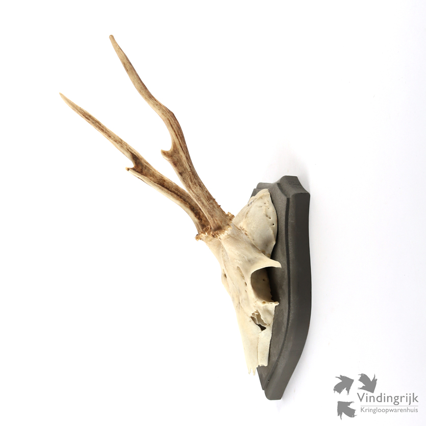 Ree Gewei op Schild | Parels Breda