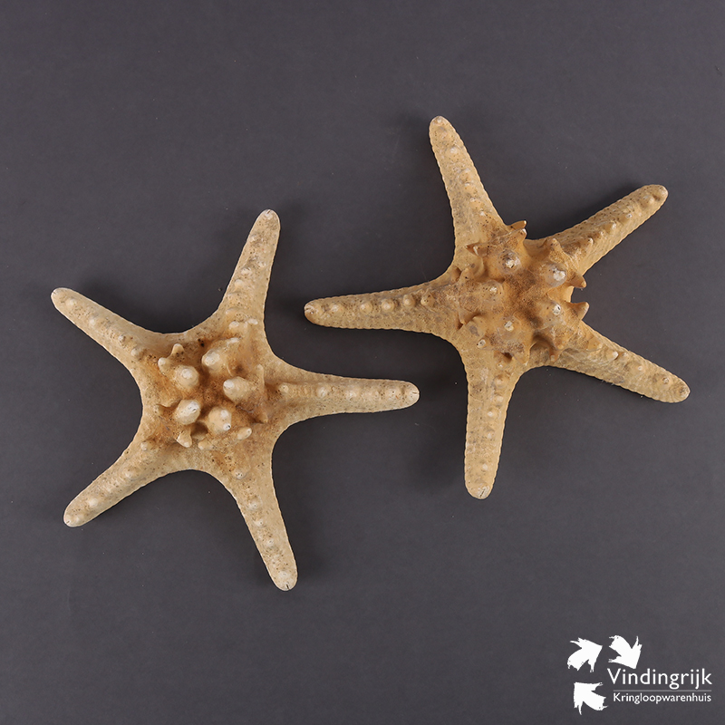 Set Zeesterren | Parels Breda