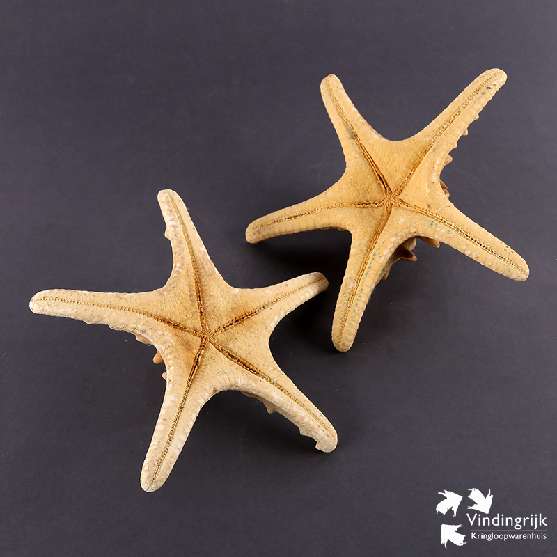 Set Zeesterren | Parels Breda