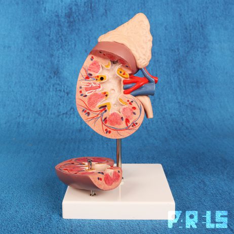 Anatomisch Model Nier | Parels Breda